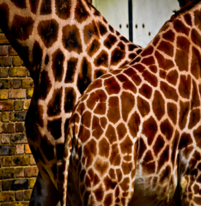 【Processing】PImageの使い方【画像を保存するためのデータ型】